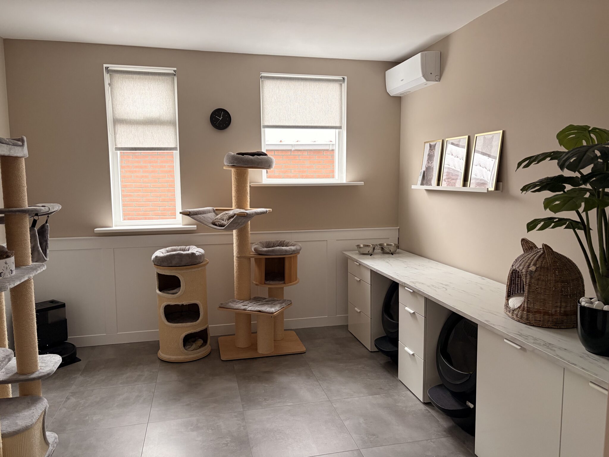 Brits korthaar cattery iCAT